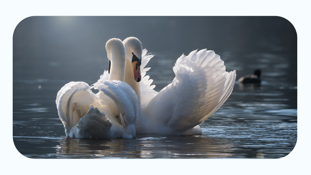 Foto met ronde hoeken maken in Photoshop - Edit with Kim